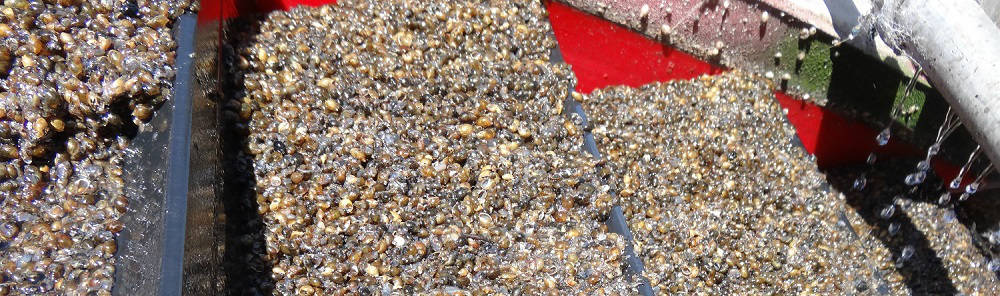 Annual snail removal at Hayward’s Wastewater Treatment Facility | City ... Annual snail removal at Hayward’s Wastewater Treatment Facility | City ...